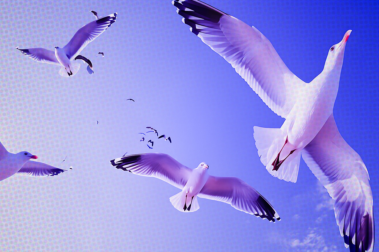 Local Man Claims to Have Found Singing Seagulls - Without A Doubt